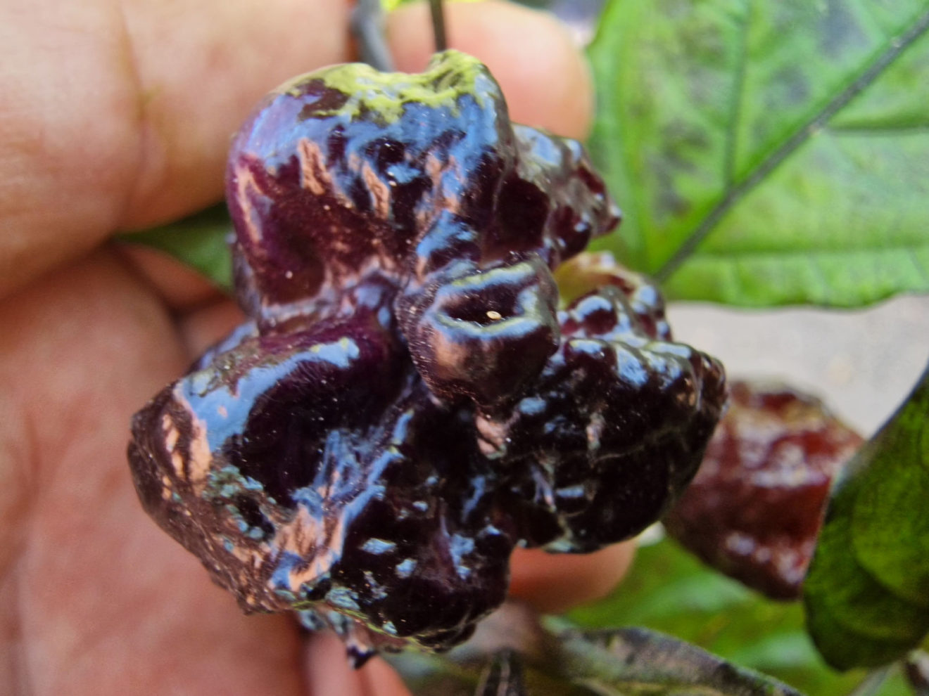 Moruga Blackjack Chilli Seeds - Moruga Blackjack Pepper Seeds - Red ...