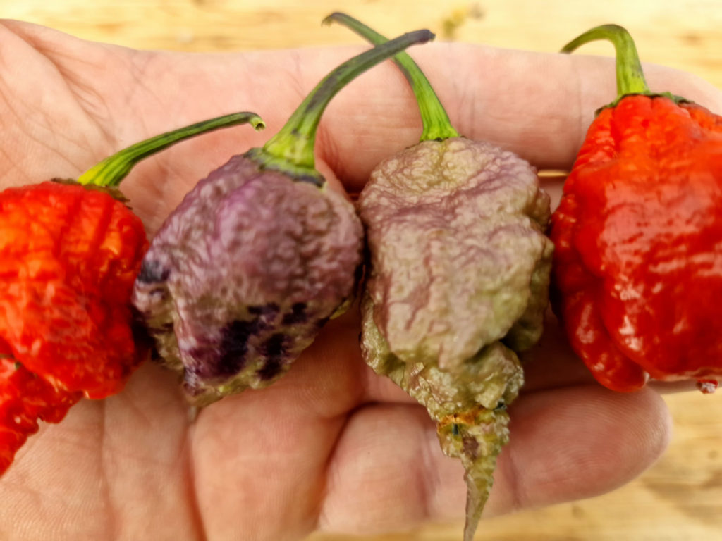 Purple Death Chilli Seeds - Purple Death Pepper Seeds - Red Dragon Seeds