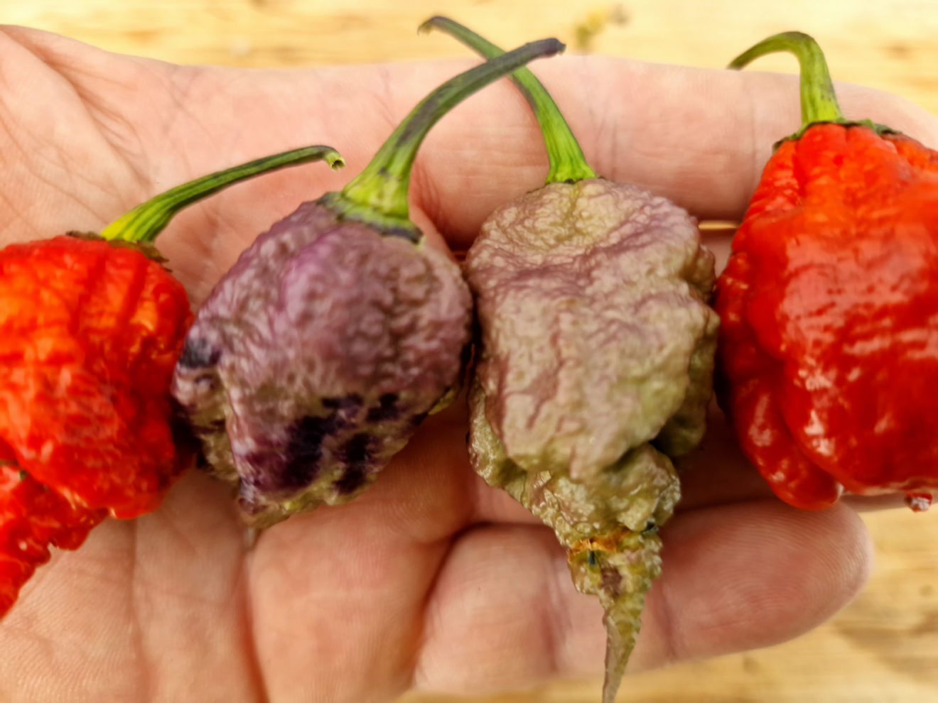 Purple Death Chilli Seeds - Purple Death Pepper Seeds - Red Dragon Seeds