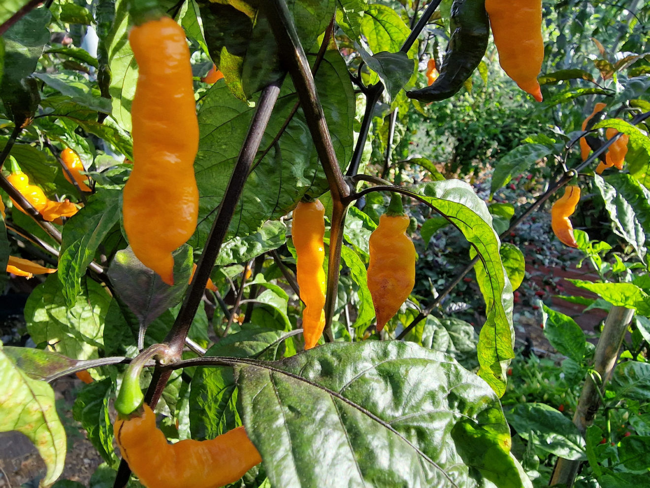 Orange Tiger Chilli Seeds - Orange Tiger Pepper Seeds - Red Dragon Seeds