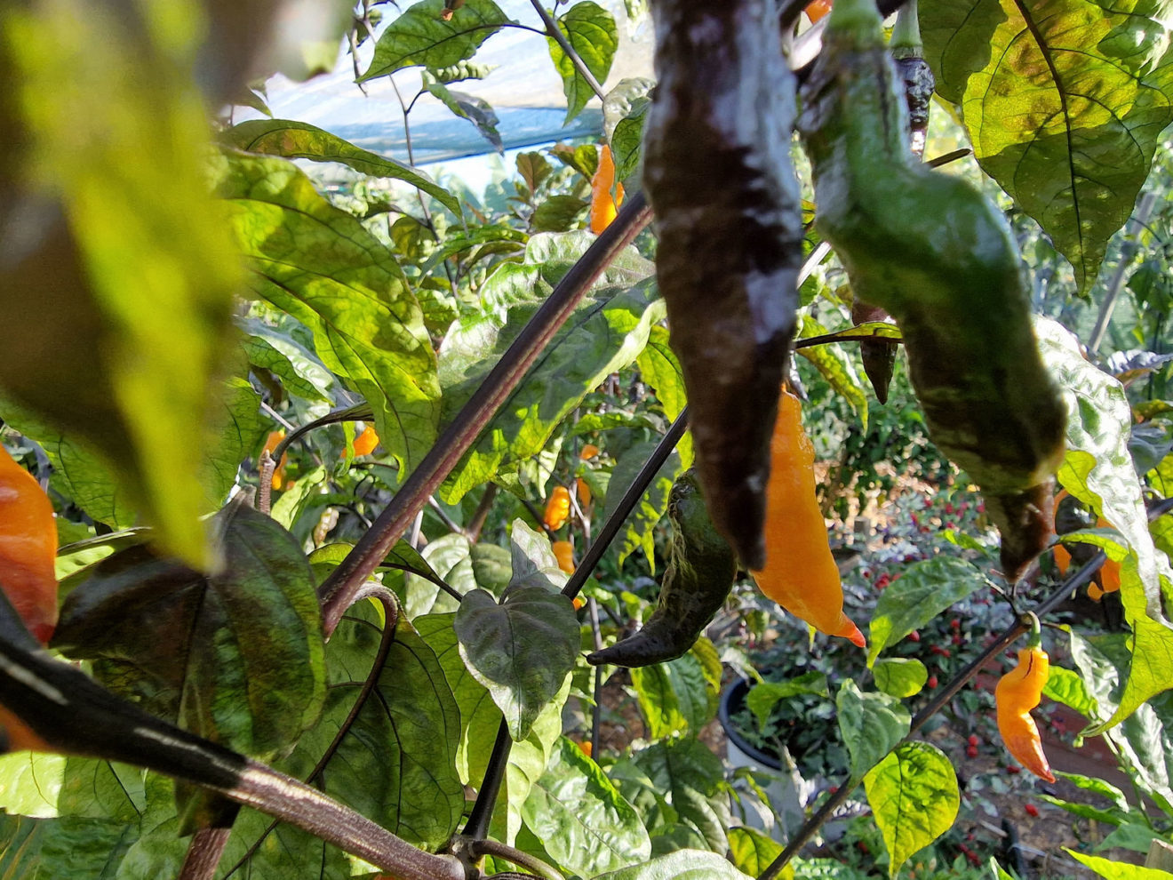 Orange Tiger Chilli Seeds - Orange Tiger Pepper Seeds - Red Dragon Seeds