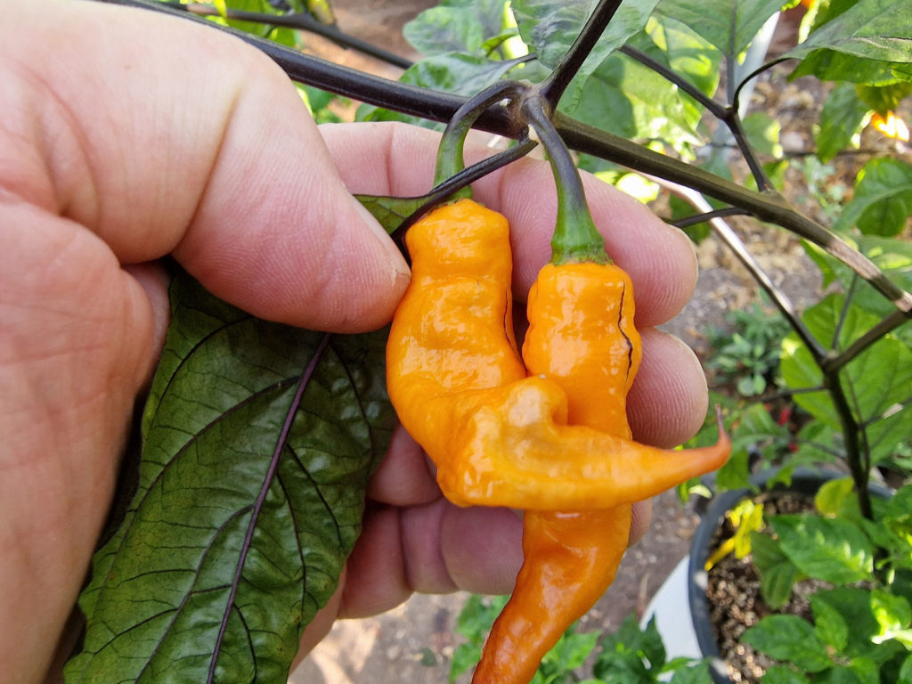 Orange Tiger Chilli Seeds - Orange Tiger Pepper Seeds - Red Dragon Seeds