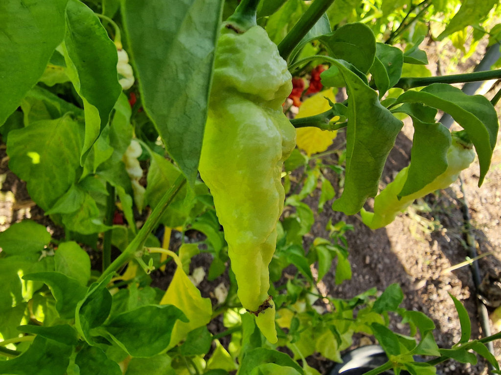 Bhut Jolokia White JW Chilli Seeds - Bhut Jolokia White JW Pepper Seeds