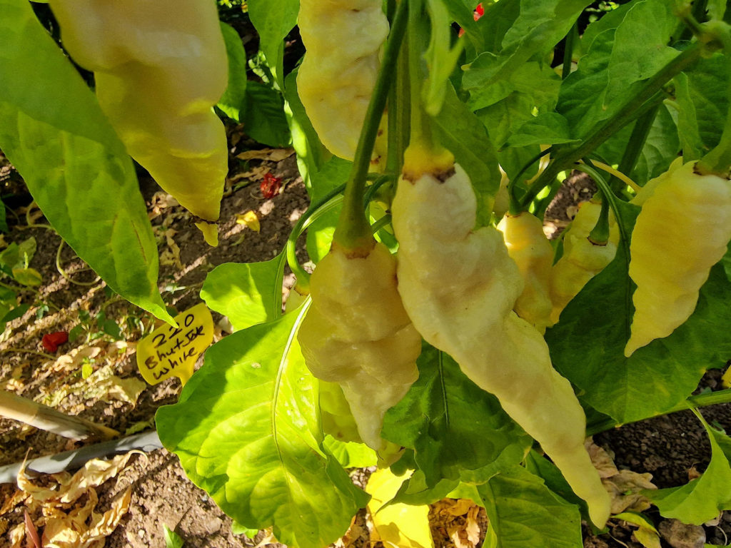 Bhut Jolokia White JW Chilli Seeds - Bhut Jolokia White JW Pepper Seeds