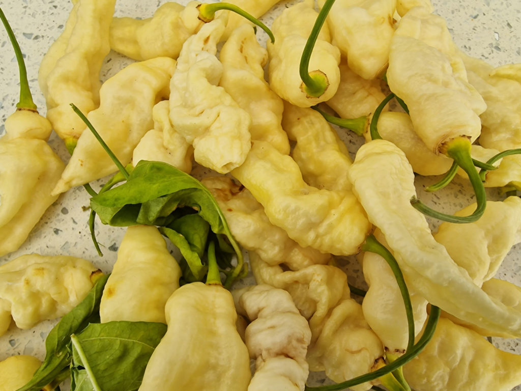Bhut Jolokia White JW Chilli Seeds - Bhut Jolokia White JW Pepper Seeds