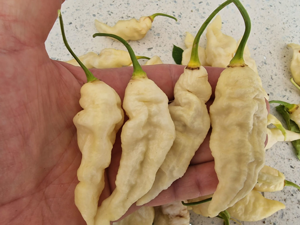 Bhut Jolokia White JW Chilli Seeds - Bhut Jolokia White JW Pepper Seeds