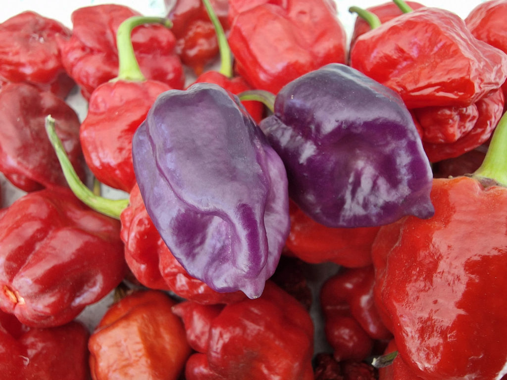 Wolf Red Chilli Seeds - Wolf Red Purple Pepper Seeds - Red Dragon Seeds