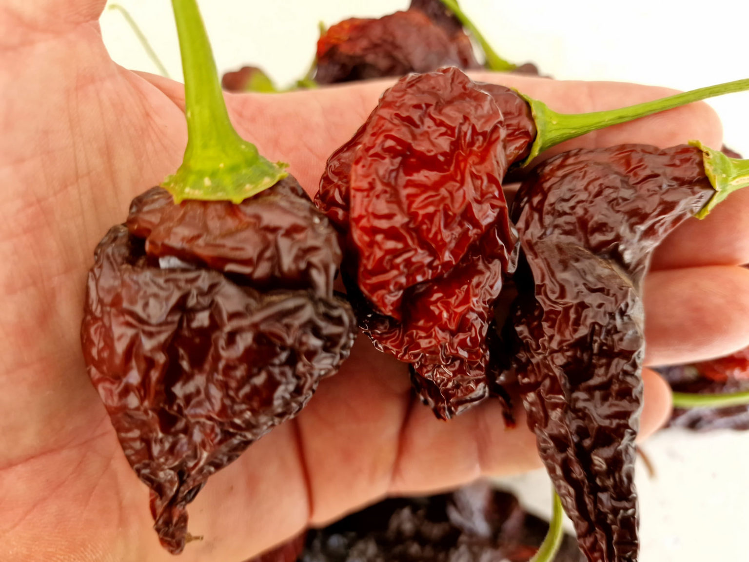 Aji Panca Chilli Seeds - Aji Panca Peru Pepper Seeds - Red Dragon Seeds