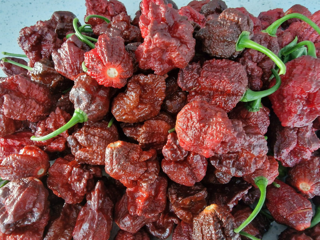 Apocalypse Chocolate Chilli Seeds - Apocalypse Chocolate Pepper Seeds ...