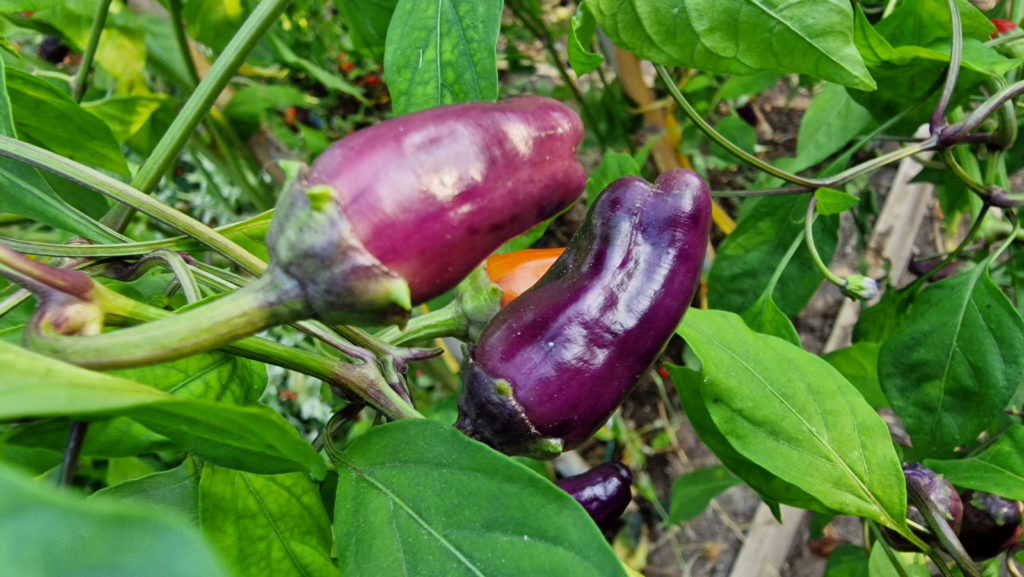 Purple Bleeder Chilli Seeds - Purple Bleeder Pepper Seeds - Red Dragon ...