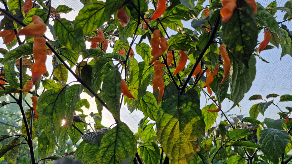 Orange Tiger Chilli Seeds - Orange Tiger Pepper Seeds - Red Dragon Seeds