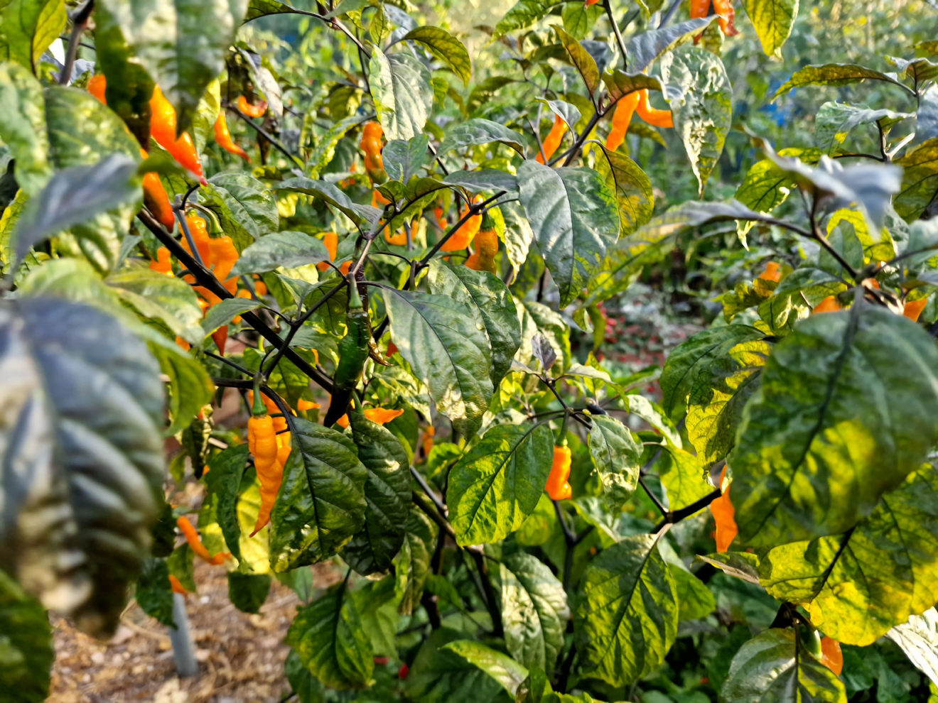Orange Tiger Chilli Seeds - Orange Tiger Pepper Seeds - Red Dragon Seeds
