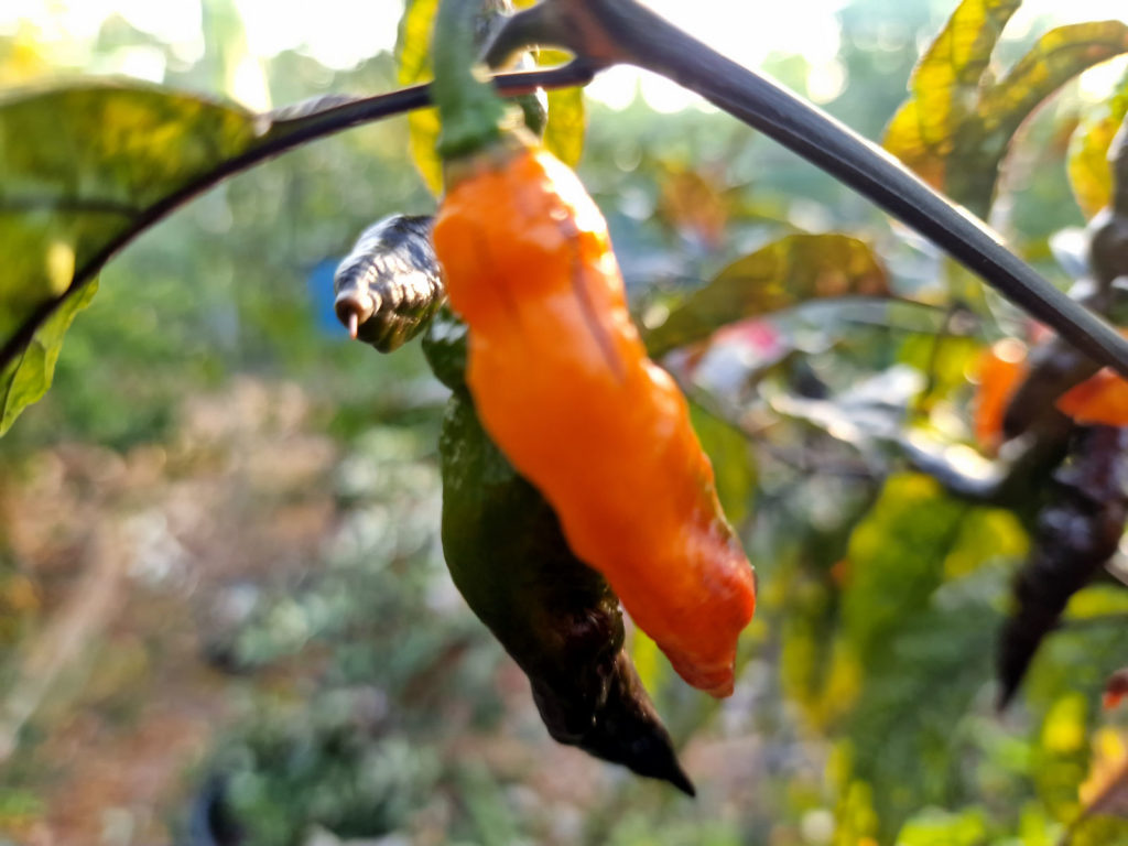 Orange Tiger Chilli Seeds - Orange Tiger Pepper Seeds - Red Dragon Seeds
