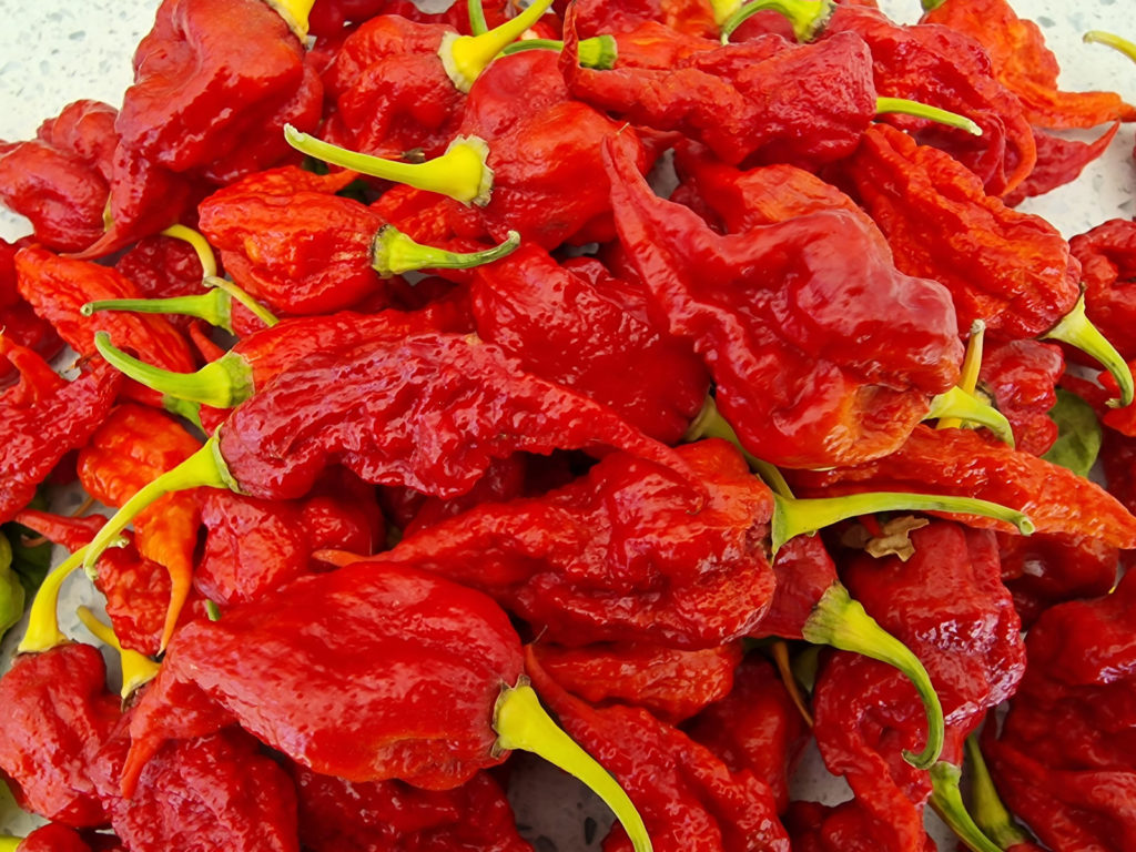Gasoline Chilli Seeds - Gasoline Pepper Seeds - Red Dragon Seeds