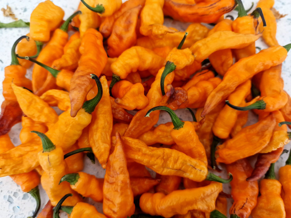 Orange Tiger Chilli Seeds - Orange Tiger Pepper Seeds - Red Dragon Seeds