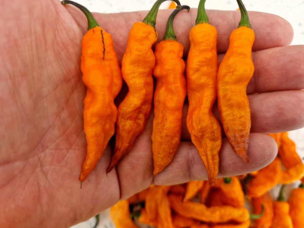 Orange Tiger Chilli Seeds - Orange Tiger Pepper Seeds - Red Dragon Seeds