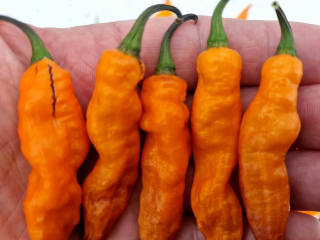 Orange Tiger Chilli Seeds - Orange Tiger Pepper Seeds - Red Dragon Seeds