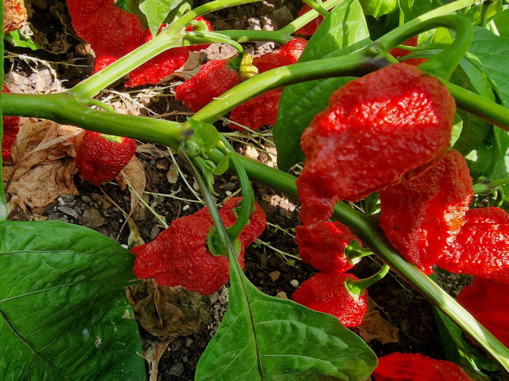Big Red Mama Chilli Seeds - Big Red Mama Pepper Seeds - Red Dragon Seeds