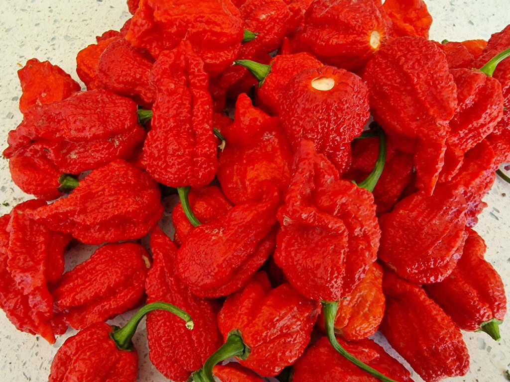 Big Red Mama Chilli Seeds - Big Red Mama Pepper Seeds - Red Dragon Seeds