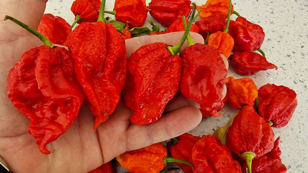 Mutant X Chilli Seeds - Mutant X Pepper Seeds - Red Dragon Seeds