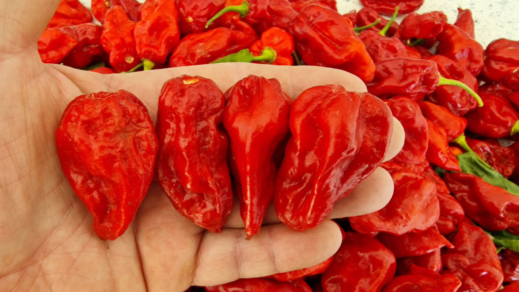 7 Pot Lobotomy Red Chilli Seeds - 7 Pot Lobotomy Red Pepper Seeds - Red ...