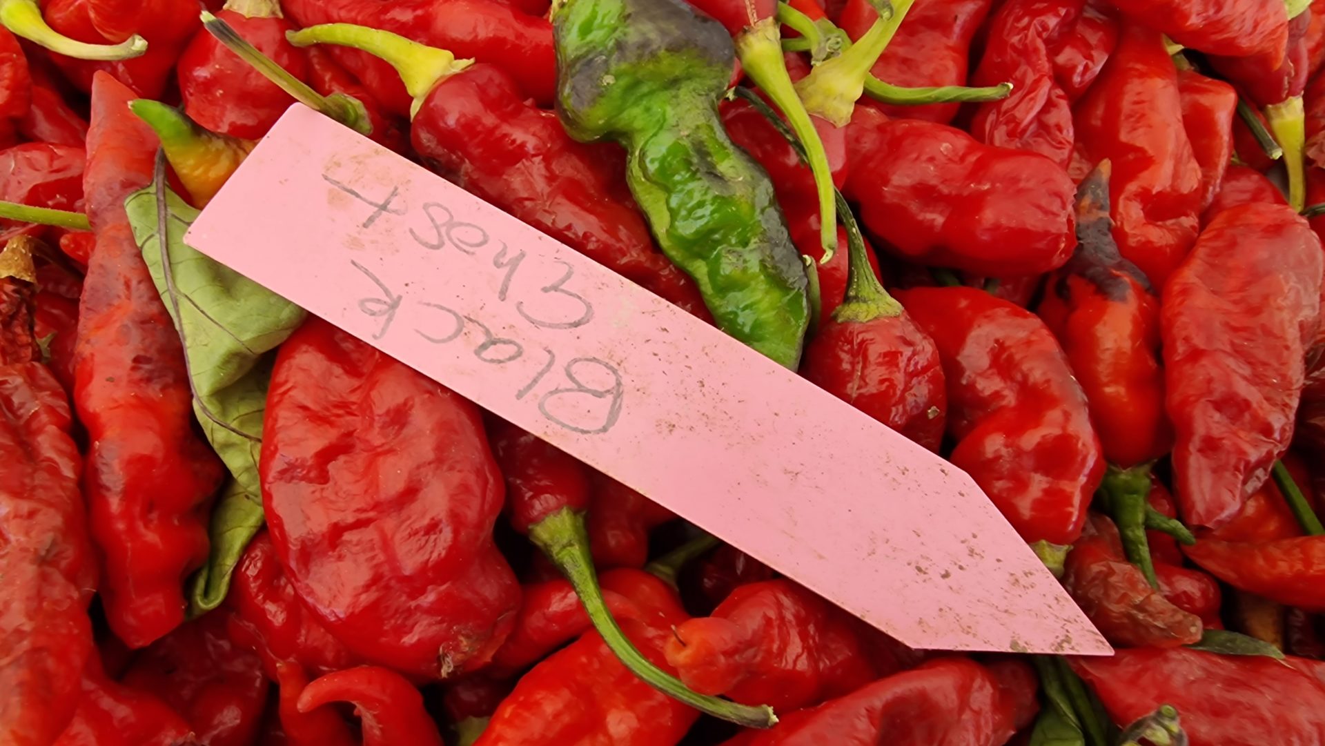 Black Ghost Chilli Seeds - Black Ghost Pepper Seeds - Red Dragon Seeds