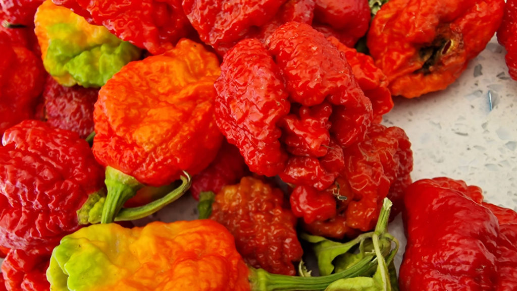 Carolina Reaper x Moruga Chilli Seeds - Reaper x Moruga Pepper Seeds ...