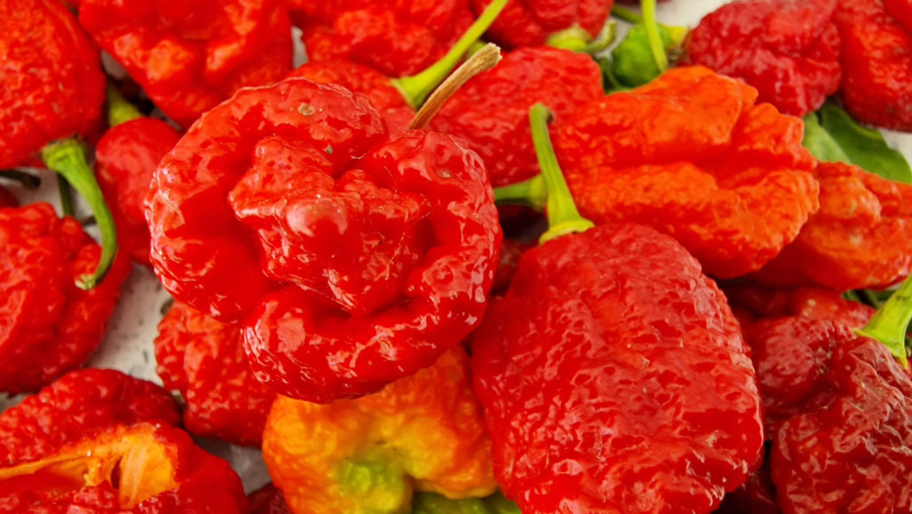 Carolina Reaper x Moruga Chilli Seeds - Reaper x Moruga Pepper Seeds ...