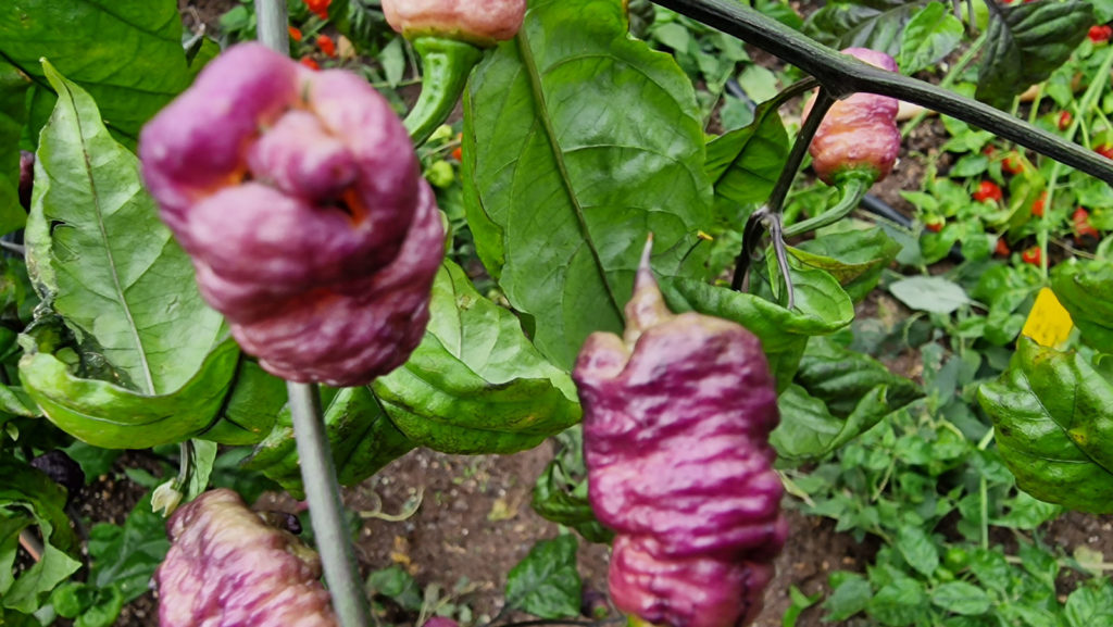 Carolina Reaper Pink Peach Chilli Seeds - Reaper Pink Peach Pepper ...