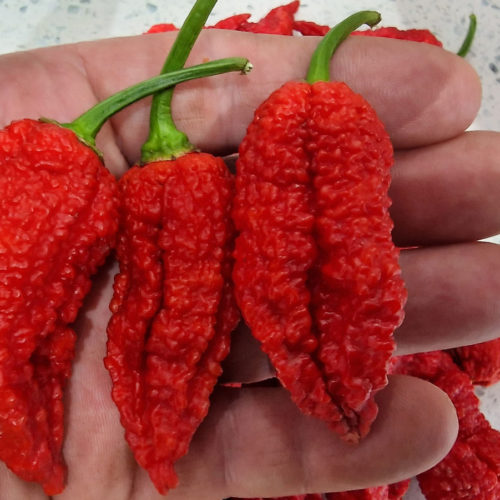 Chilli Pepper Seeds - Chilli Seeds from SeedPlanet
