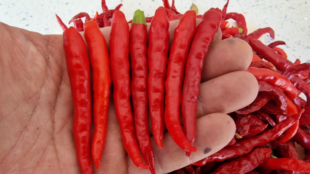 Teja Chilli Seeds - Teja S17 Indian Pepper Seeds - Red Dragon Seeds