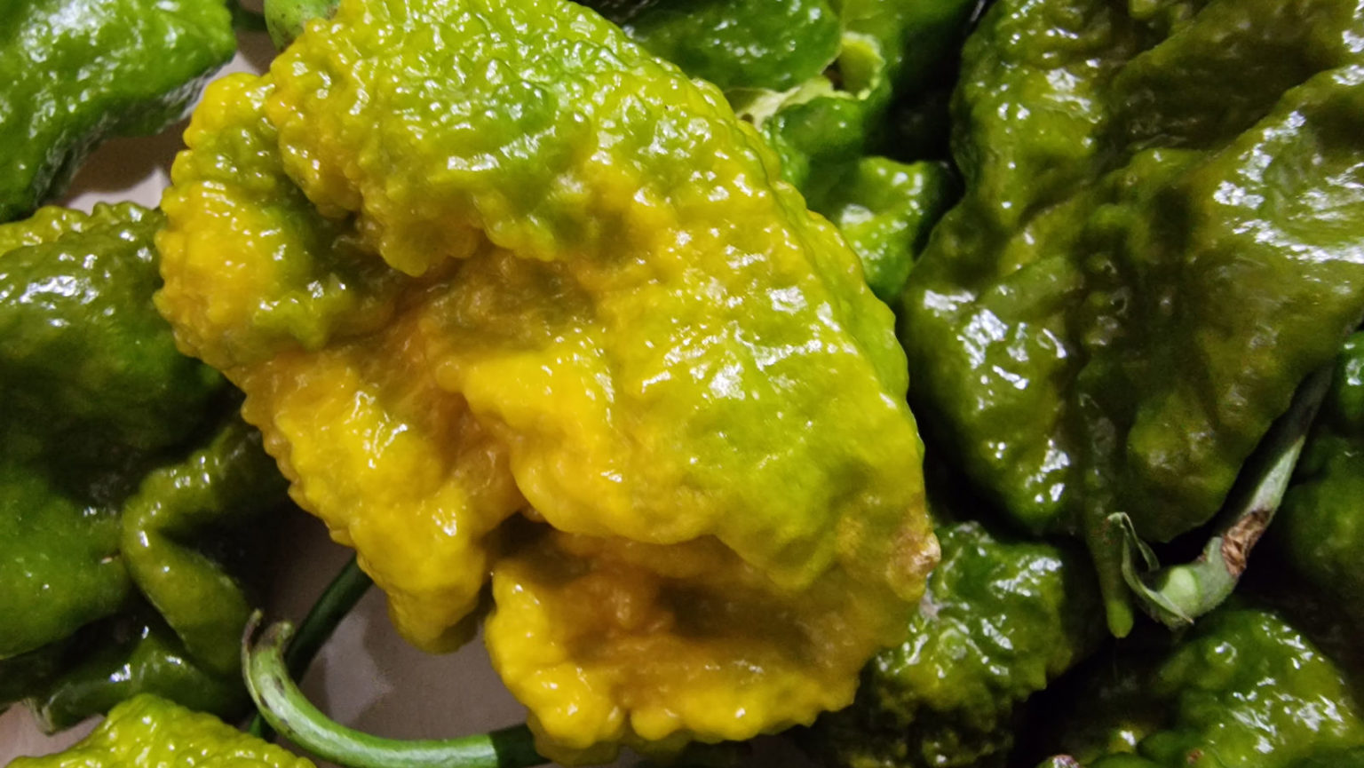 Big Mama Mustard Chilli Seeds - Big Mama Mustard Pepper Seeds - Red ...