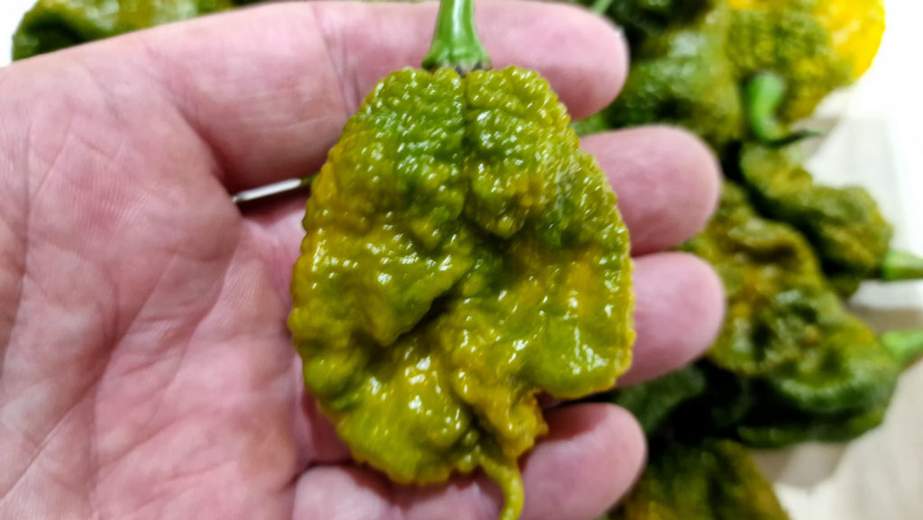 Big Mama Mustard Chilli Seeds - Big Mama Mustard Pepper Seeds - Red ...