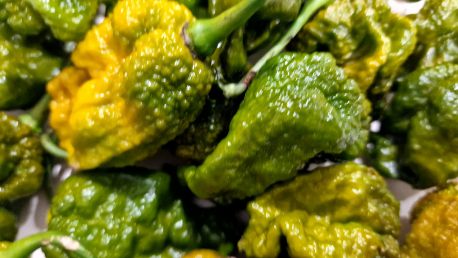 Big Mama Mustard Chilli Seeds - Big Mama Mustard Pepper Seeds - Red ...