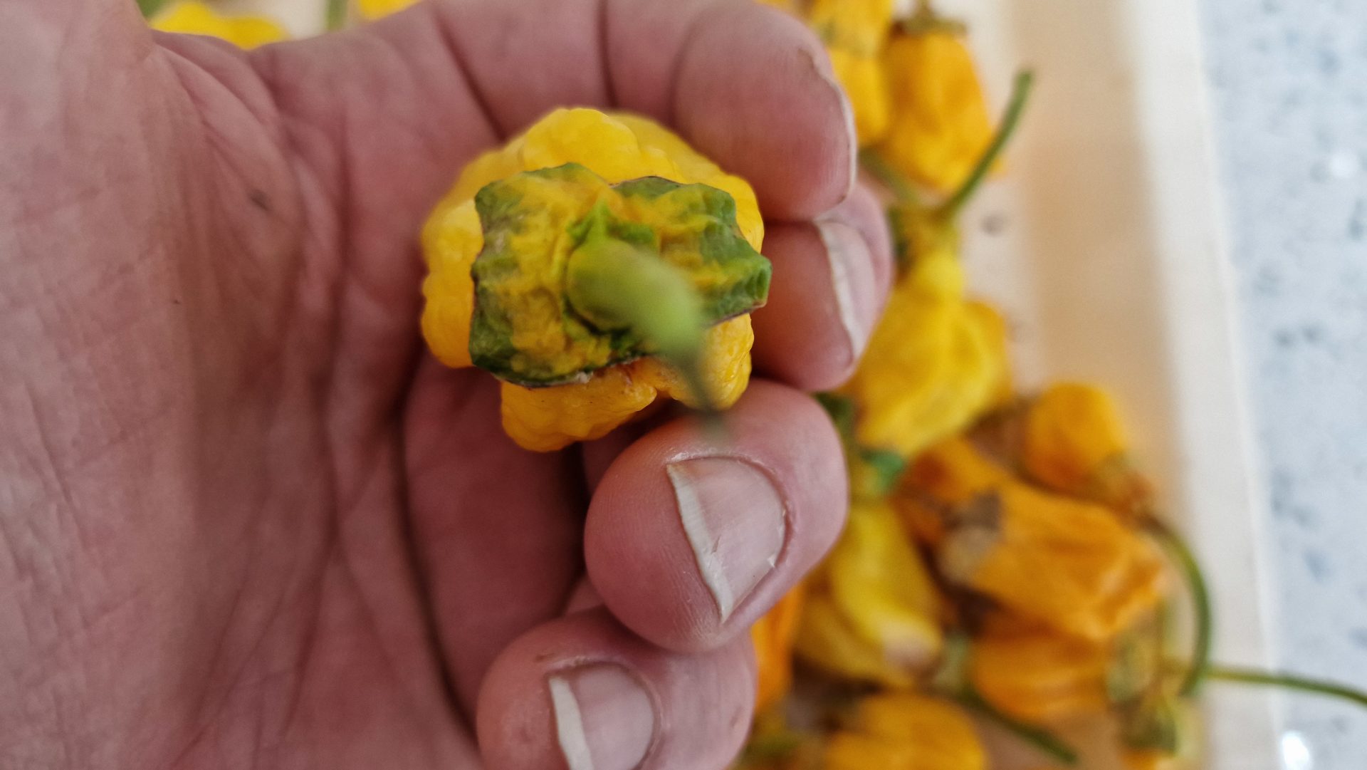 Lucifers Lemons Chilli Seeds - Lucifers Lemons Pepper Seeds - Red ...