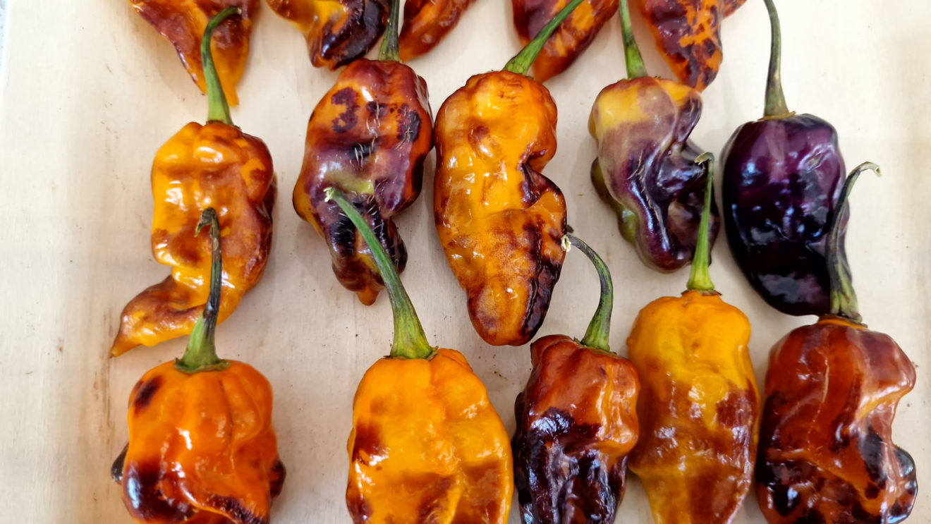 Pink Tiger X Moruga Yellow Chilli Seeds - Pink Tiger X Moruga Yellow ...