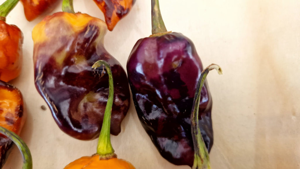 Pink Tiger X Moruga Yellow Chilli Seeds - Pink Tiger X Moruga Yellow ...