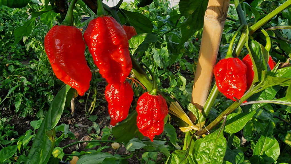 Big Red Mama Chilli Seeds - Big Red Mama Pepper Seeds - Red Dragon Seeds