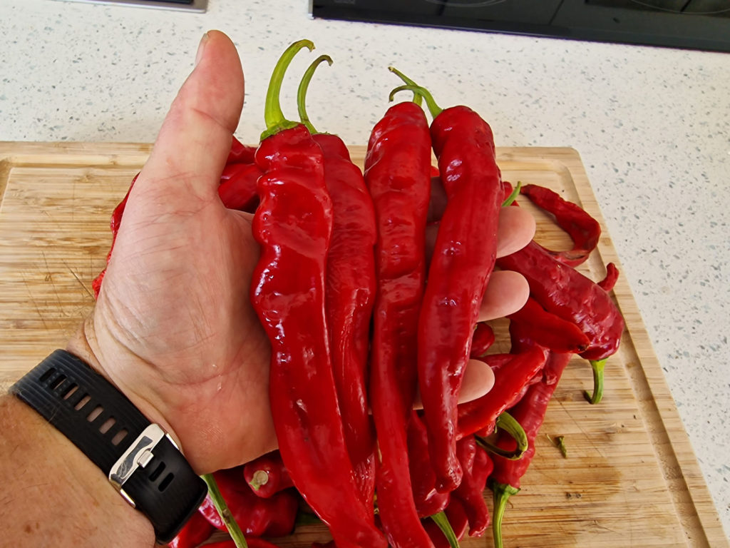 HJ8 Total Eclipse Space Chilli Seeds - HJ8 Total Eclipse Space Pepper ...
