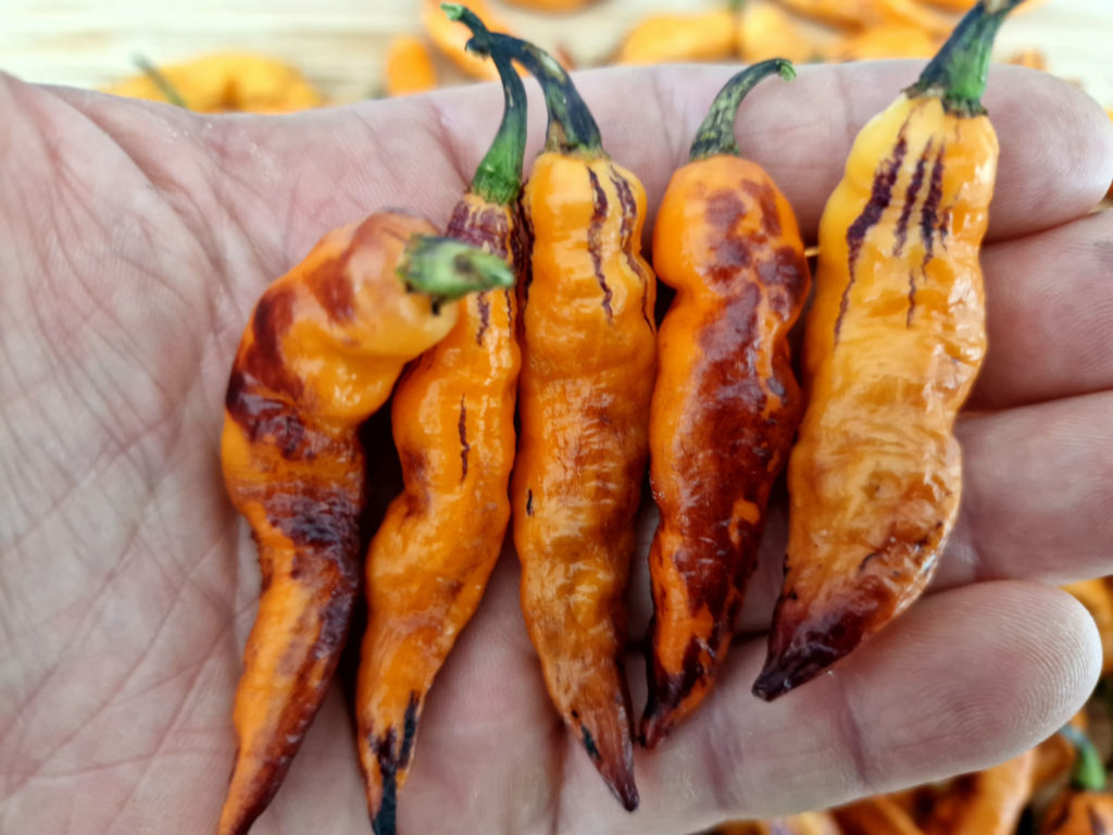 Orange Tiger Chilli Seeds - Orange Tiger Pepper Seeds - Red Dragon Seeds