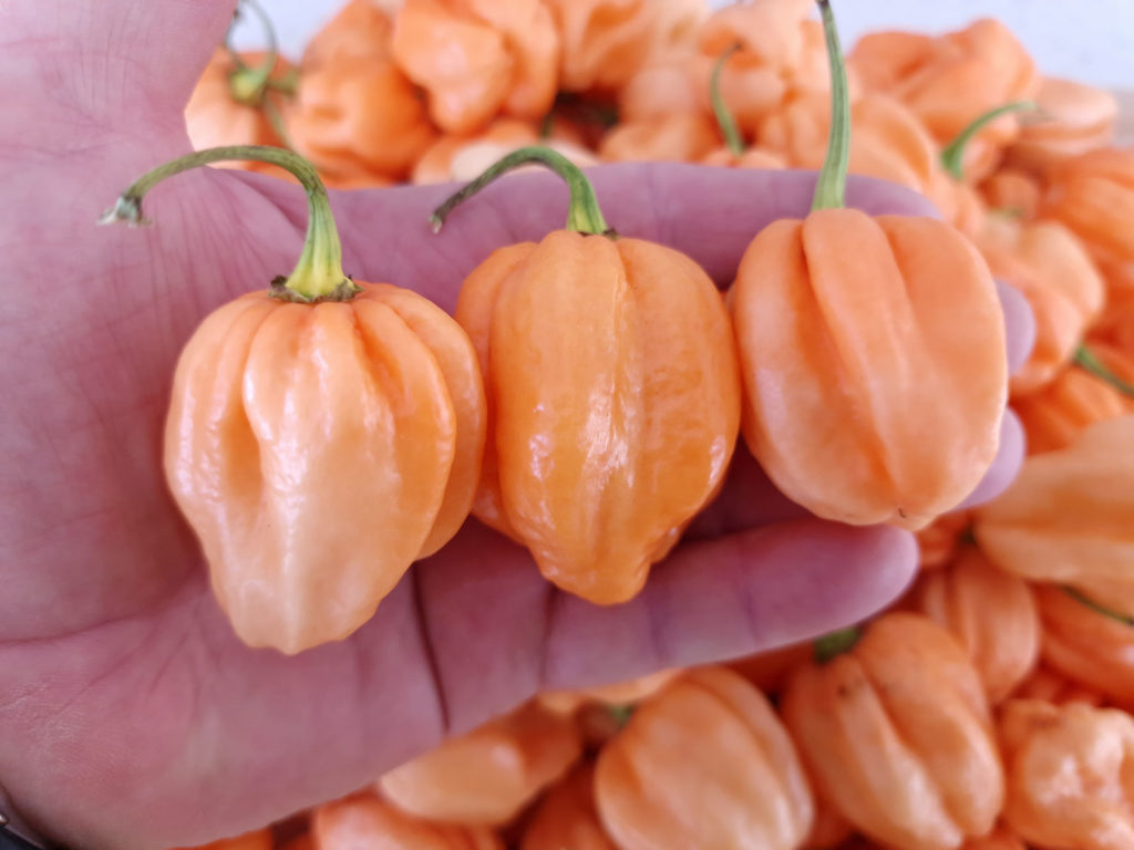 Super Hot Chilli Seed Variety Pack - 70 Super Hot Pepper Seeds - Red Dragon