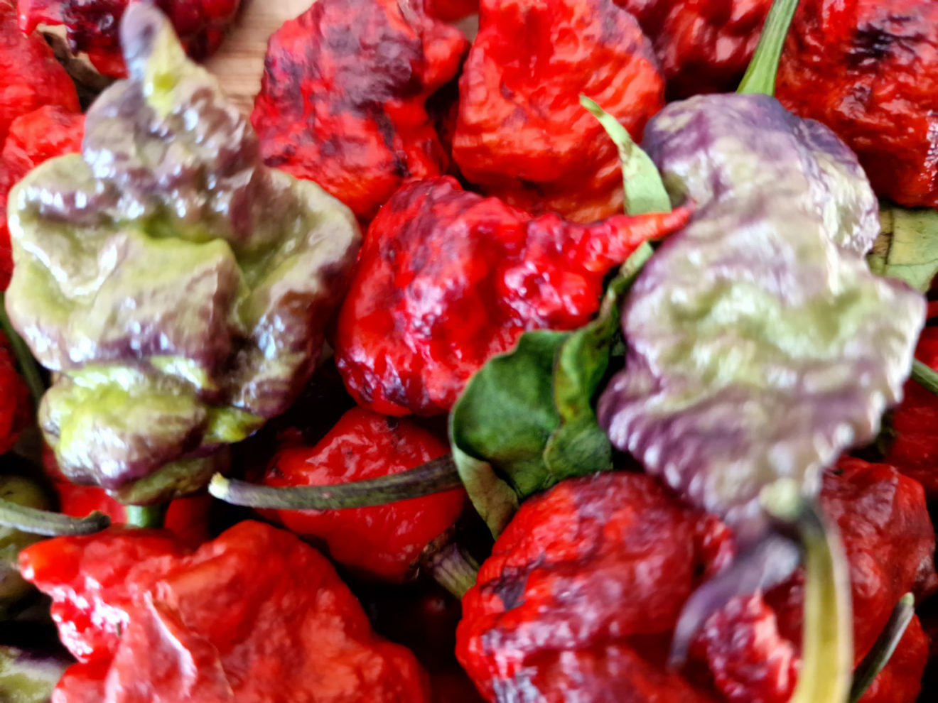 Purple Death Chilli Seeds - Purple Death Pepper Seeds - Red Dragon Seeds