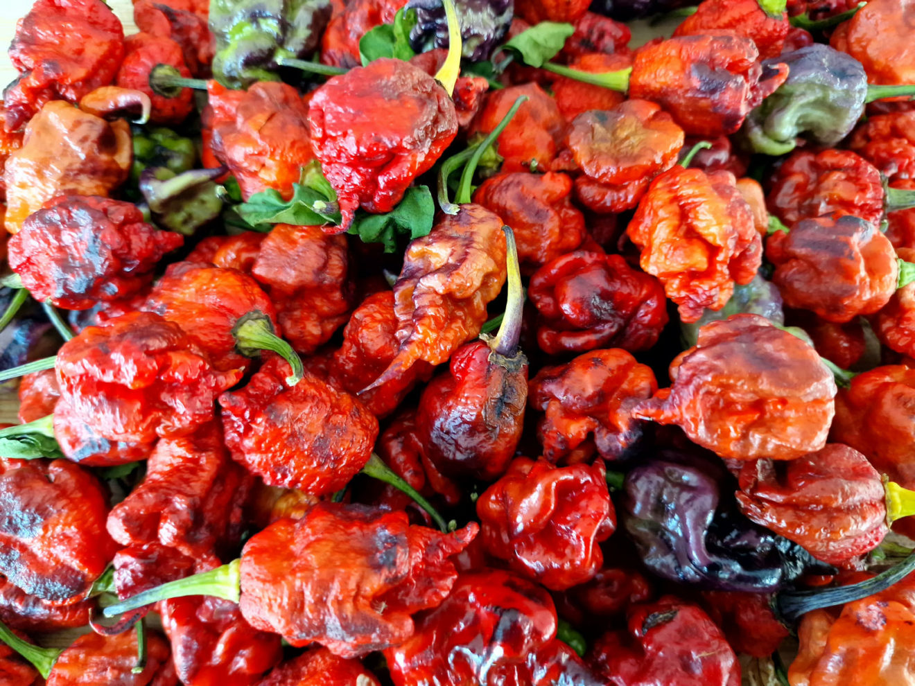 Purple Death Chilli Seeds - Purple Death Pepper Seeds - Red Dragon Seeds