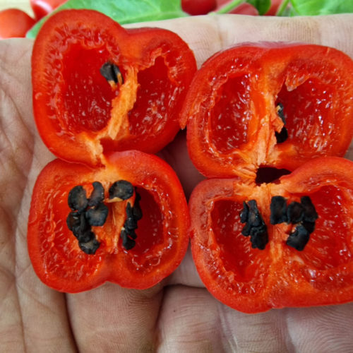 Pubescens Archives - Red Dragon Seeds