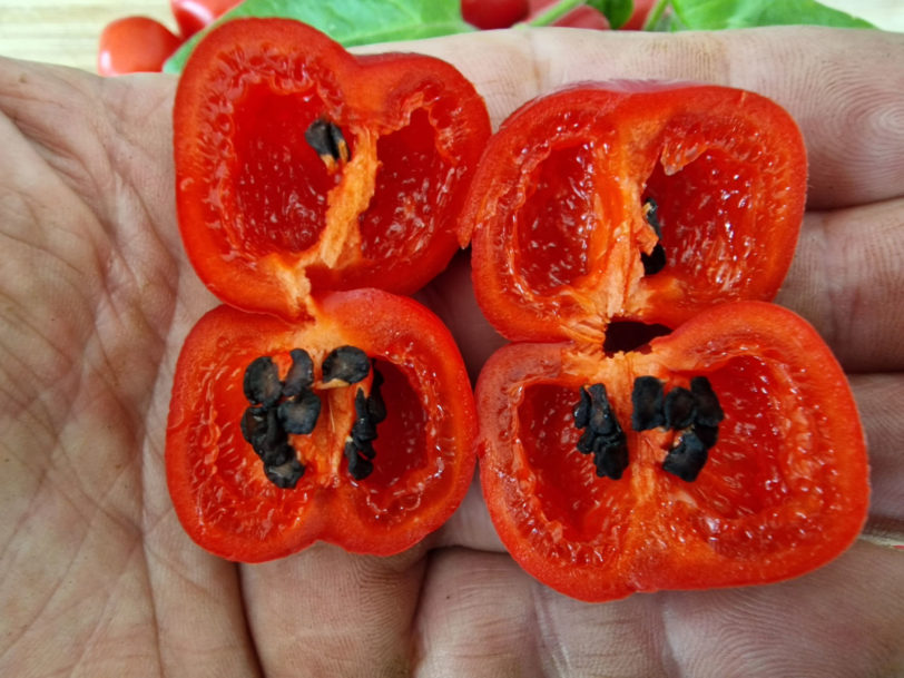 Rocoto Red Chilli Seeds - Rocoto Red Pepper Seeds - Red Dragon Seeds