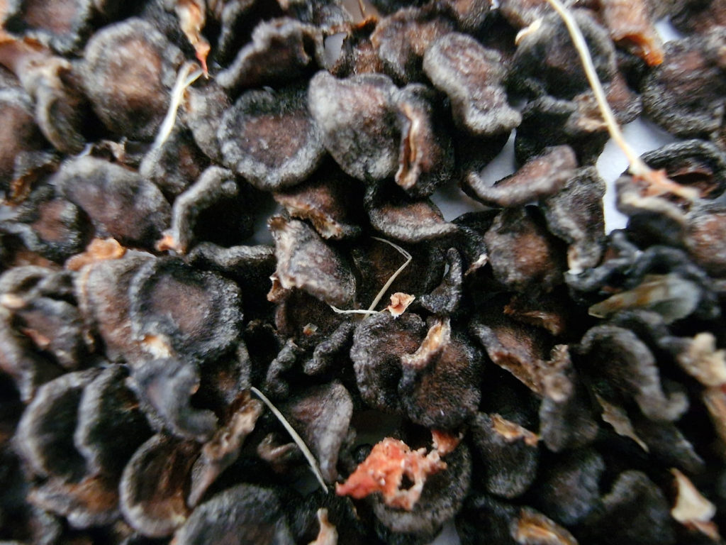 Rocoto Red Chilli Seeds - Rocoto Red Pepper Seeds - Red Dragon Seeds