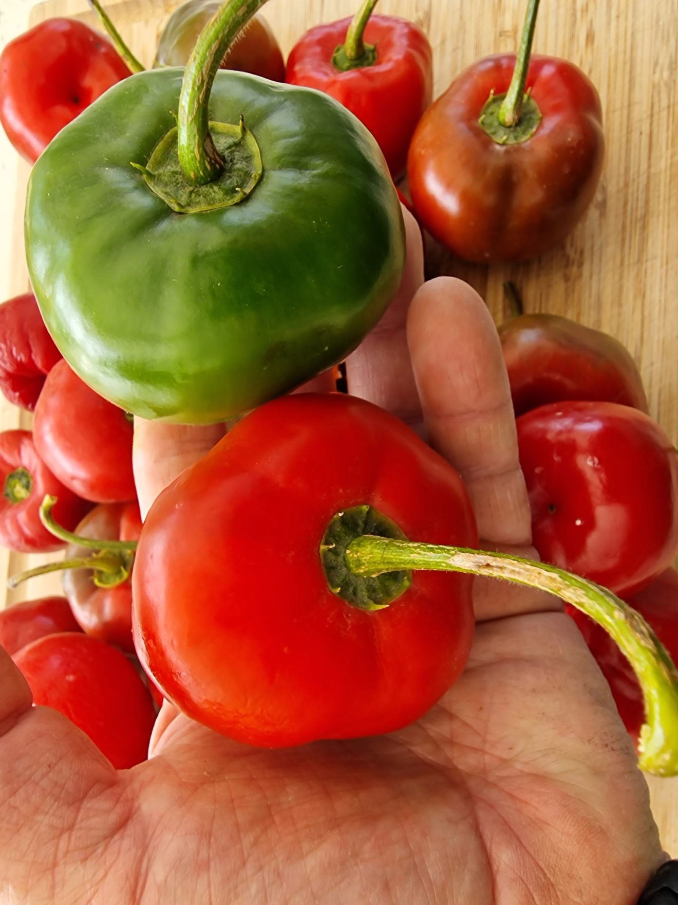 Giant Rocoto Chilli Seeds - Giant Rocoto Pepper Seeds - Red Dragon Seeds