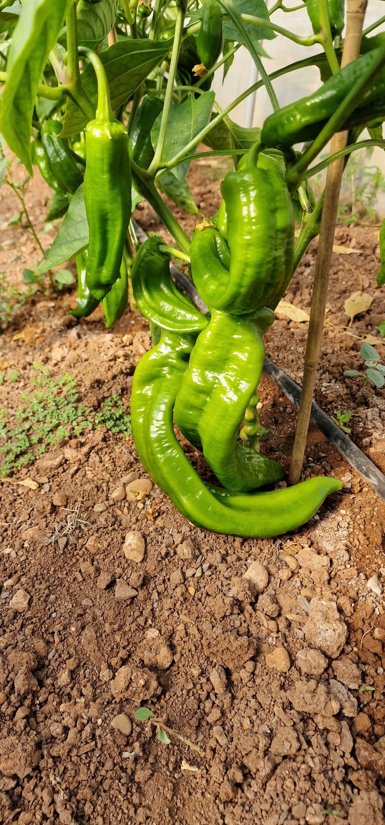 Big Jim Chilli Seeds - Numex Big Jim Pepper Seeds - Red Dragon Seeds