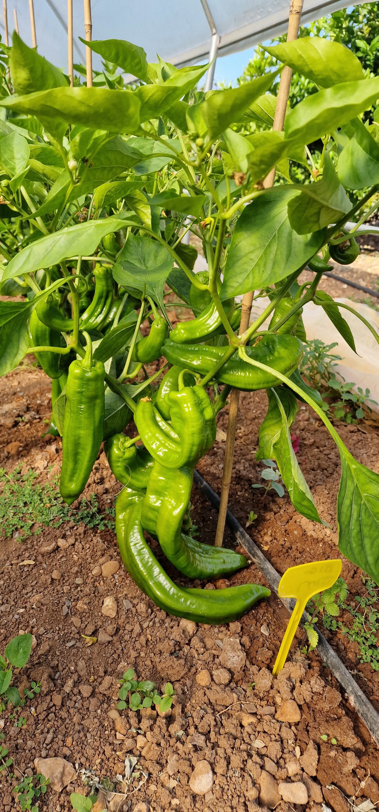 Big Jim Chilli Seeds - Numex Big Jim Pepper Seeds - Red Dragon Seeds