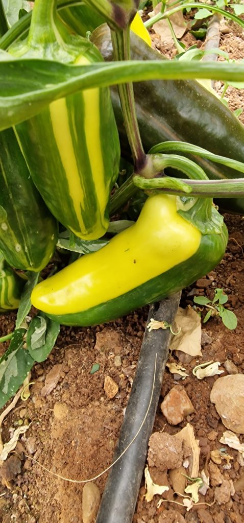 Candy Cane Chocolate Cherry Seeds - Candy Cane Pepper Seeds - Red ...